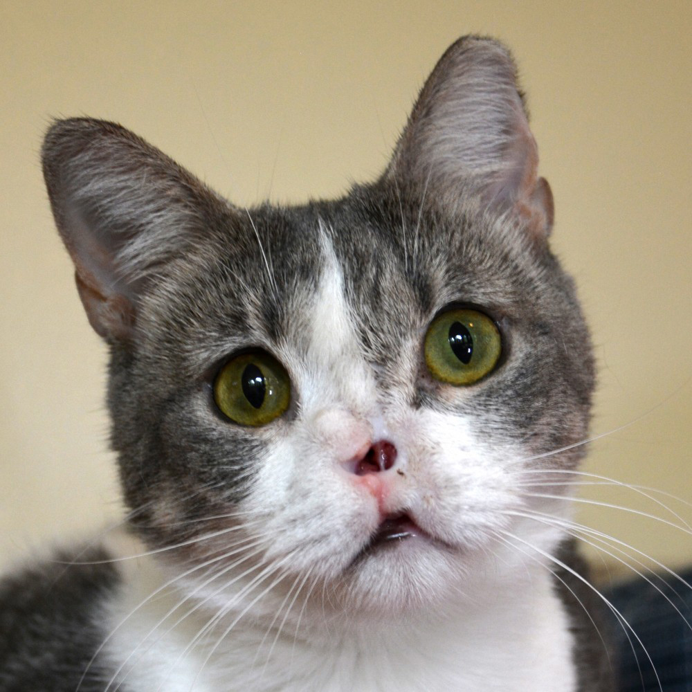 Meet The Adorable Cat Who Lost Her Nose While Hiding In A Car Engine ...