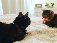 Meet Benson, The Handsome Cat Who Was Rescued From An Animal Hoarder’s ...