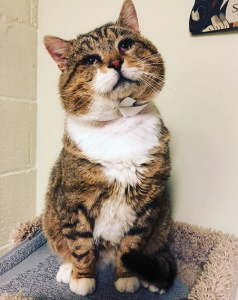 Meet Benson, The Handsome Cat Who Was Rescued From An Animal Hoarder’s ...