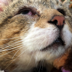 Meet Benson, The Handsome Cat Who Was Rescued From An Animal Hoarder’s ...