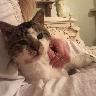 Meet Otto, The Handsome Cat Who Survived A Car Accident And Suspected ...