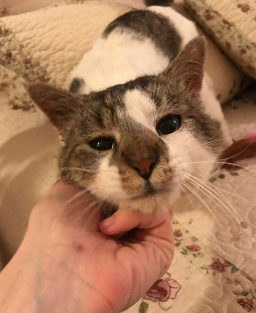 Meet Otto, The Handsome Cat Who Survived A Car Accident And Suspected ...