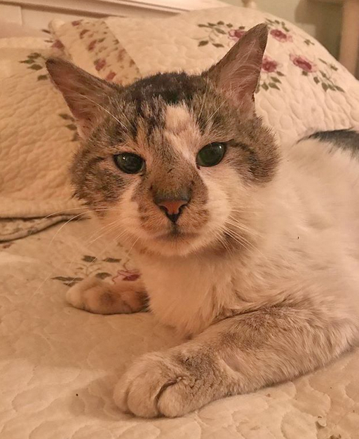 Meet Otto, The Handsome Cat Who Survived A Car Accident And Suspected ...