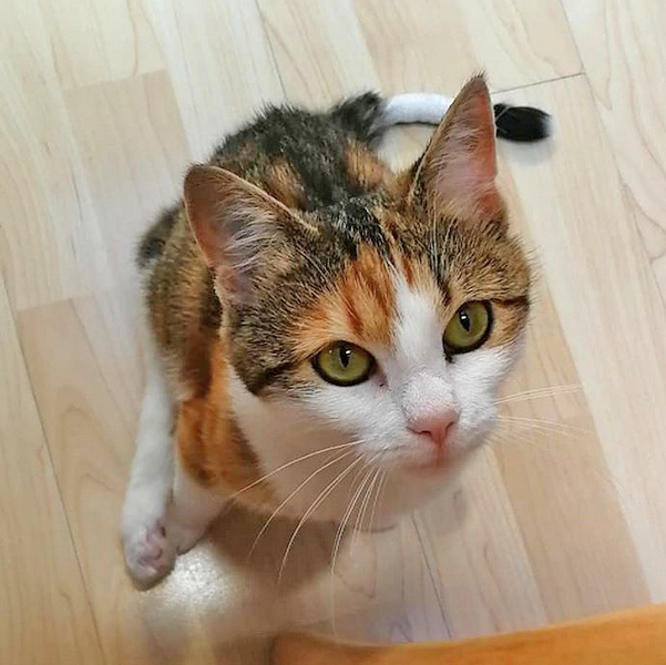 Meet The Gorgeous Cat With Hind Leg Paralysis Who Is Living A Happy And ...