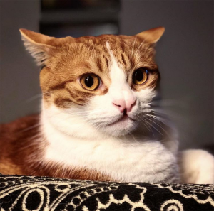 Meet The Adorable Cat With A Cleft Palate Who Found The Perfect Forever ...