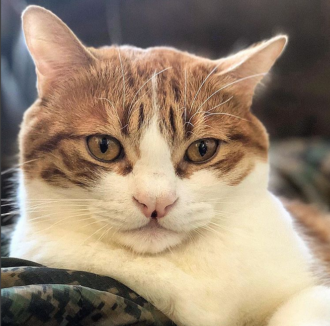 Meet The Adorable Cat With A Cleft Palate Who Found The Perfect Forever ...