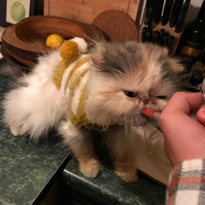 Meet The Beautiful Cat Who Was Adopted By The Veterinarian Couple That ...