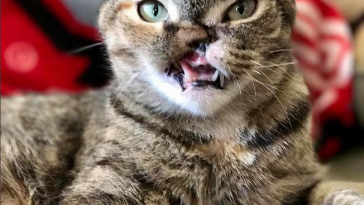 Meet The Beautiful Cat Who Was Adopted By The Veterinarian Couple That ...