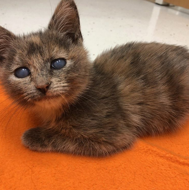 Meet The Incredibly Cute Kitten With Dwarfism And A Rare Eye Condition ...