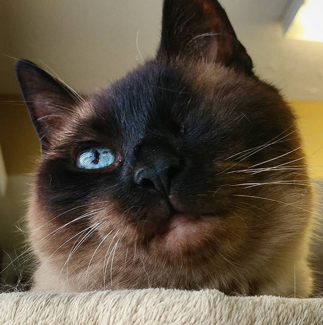 Meet The Stunning One-eyed Kitty Who Found The Perfect Job As A Clinic ...