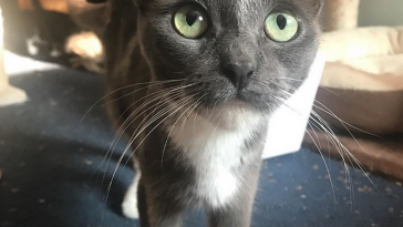 Meet The Handsome Persian Cat Who Found A Wonderful Forever Home After ...