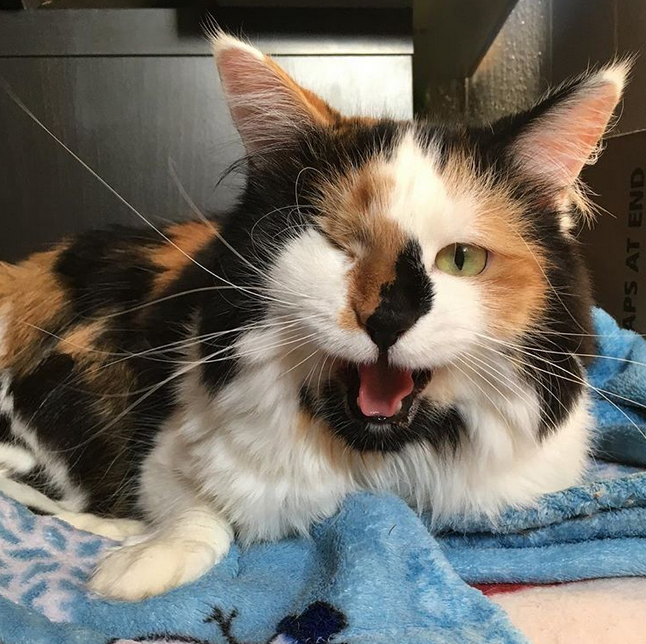 Meet The Stunning One-eyed Cat Who Found The Perfect Home With Her ...