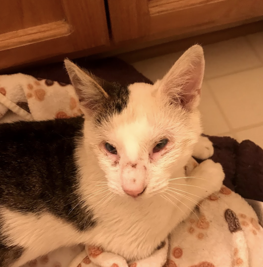 Meet The Adorable Blind Kitten Who Was Rescued From The Streets Of Los ...