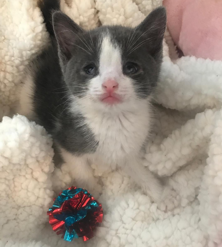 Meet Ethel, The Adorable Blind Kitten With Hydrocephalus Who Just Wants ...