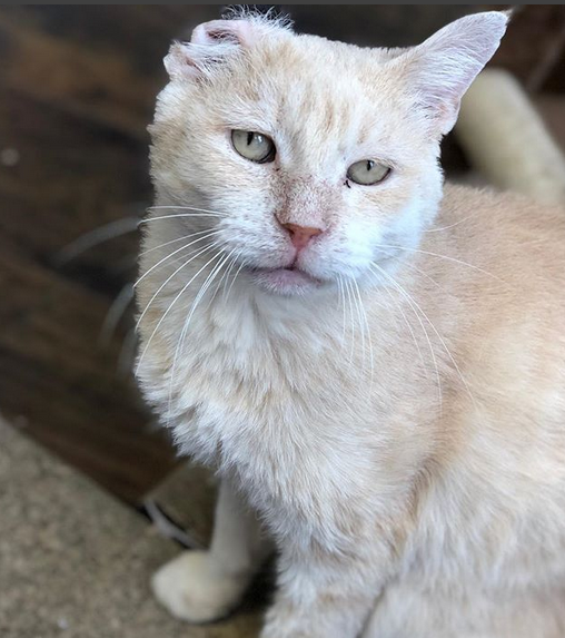 Meet Mango, The Handsome Former Street Cat With FIV Who Is Searching ...