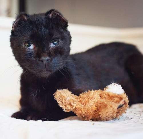 Meet The Brave And Beautiful Cat Who Found An Incredible Forever Home ...