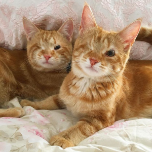 Meet An Adorably Different Squitten Cat Who Has Radial Hypoplasia ...