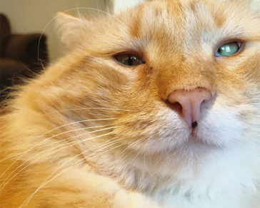 Meet The Sweet And Silly Former Street Cat With FIV Who Found An ...