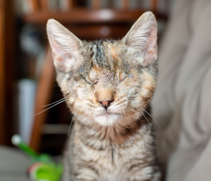 Meet The Incredibly Cute Blind Kitten Who Found A Wonderful Forever ...