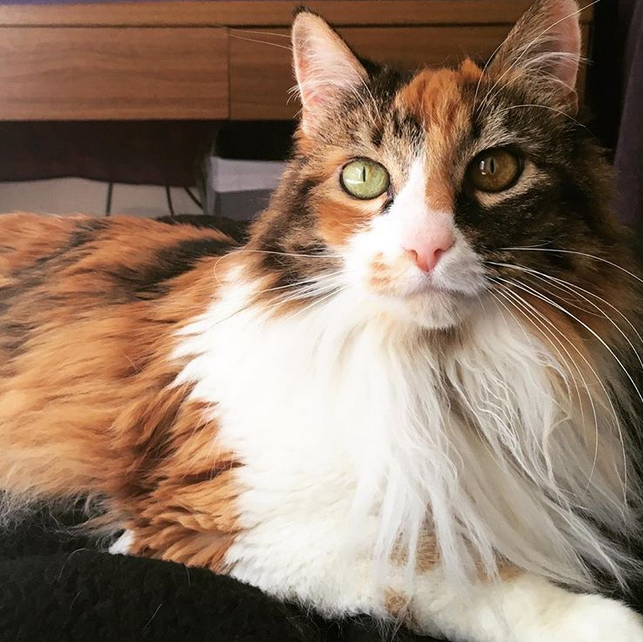 Meet The Stunning Senior Cat With Hind Leg Paralysis Who Has Beaten The ...
