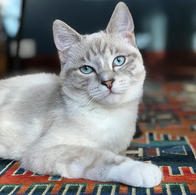 Meet The Stunning Three-legged Kitten Who Made Her Entire Foster Family ...