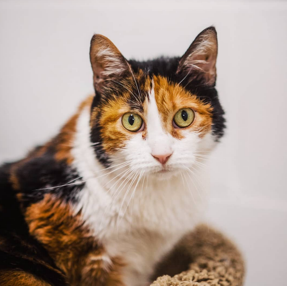 Meet Skittles, The Stunning Cat With Hind Leg Paralysis Who Is Looking ...