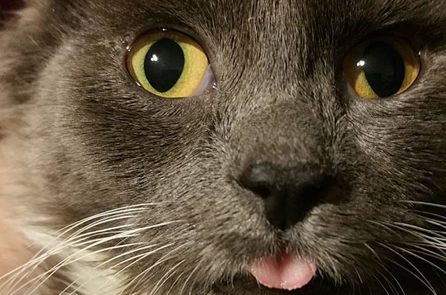 Rainbow Bridge – Meow As Fluff