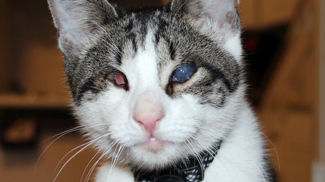 Meet The Adorable Cat Without Eyes Who Won His Foster Mom’s Heart And ...