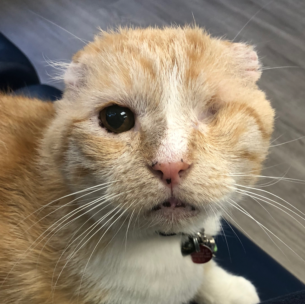 Meet The Handsome One-eyed Cat With FIV Who Was Saved From A Life On ...