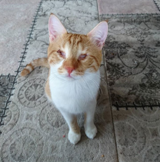 Meet The Adorable Cat Without Eyes Who Won His Foster Mom’s Heart And ...