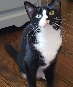 Meet The Sweet Tripod Cat Who Has Been Looking For Her Forever Home For ...