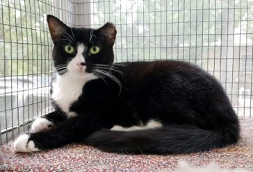 Meet The Sweet Tripod Cat Who Has Been Looking For Her Forever Home For ...