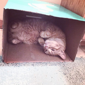 Meet The Absolutely Adorable Two-legged Cat Who Found A Loving Home ...