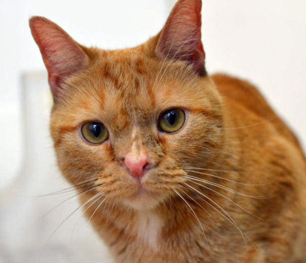 Meet The Beautiful Blind Cat With Cerebellar Hypoplasia And Atrophic ...