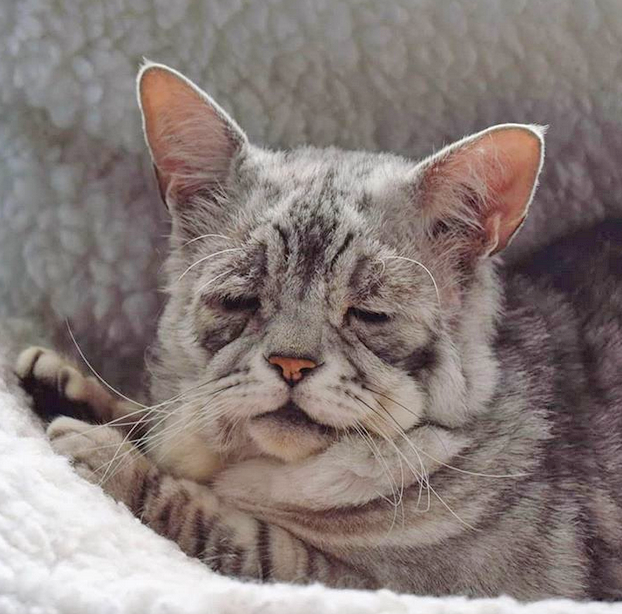 LOL! – Meow As Fluff