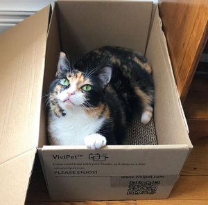 Meet The Gorgeous Cat Who Is Missing Her Back Feet But Is Loving Life ...