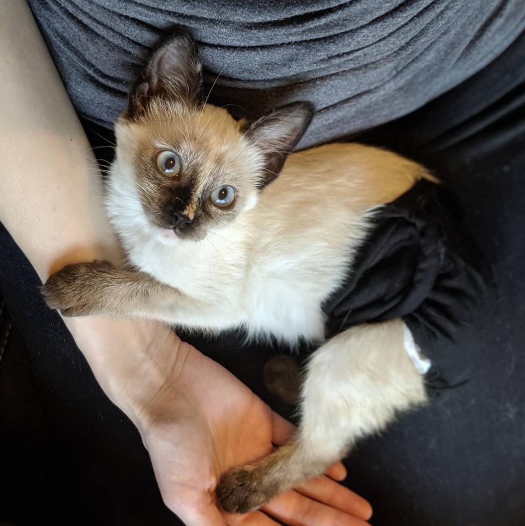 Meet Sasha Fierce, The Adorable Kitten With Manx Syndrome Who Is ...