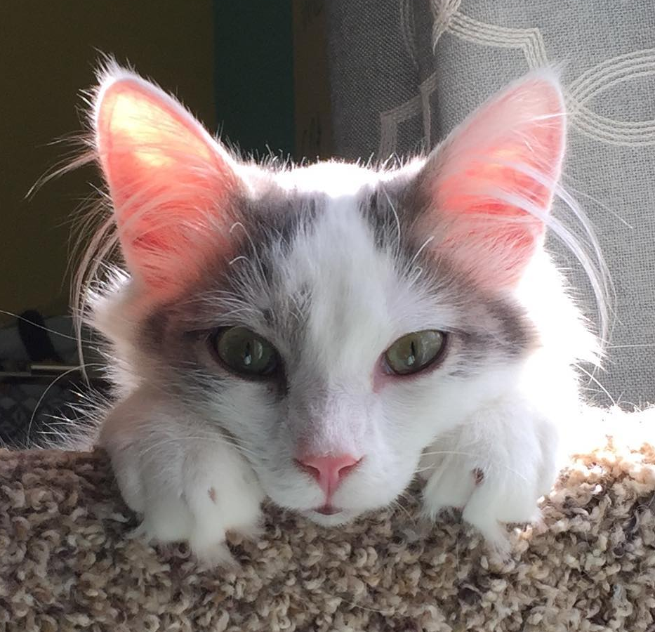 Meet The Adorable Paralyzed Kitten Who Has Helped His Mom Mourn The ...