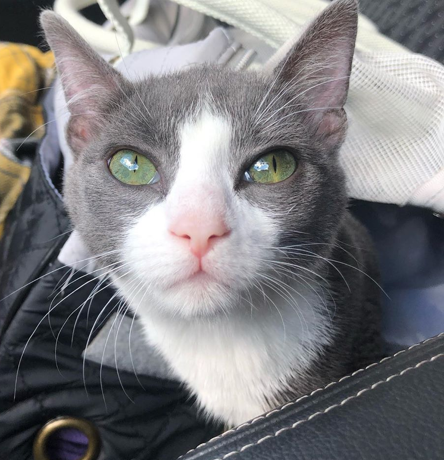 Meet The Incredibly Cute Kitten With Hind Leg Paralysis Who Found The ...