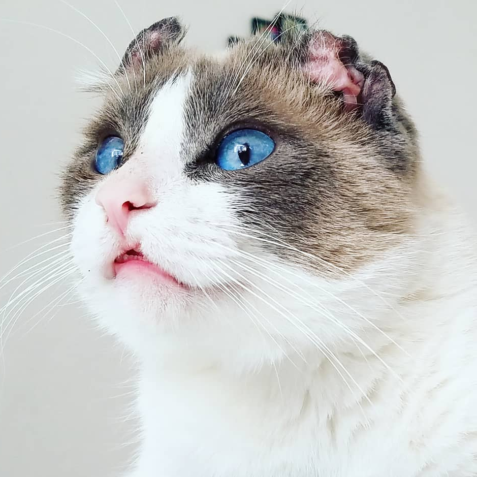 Meet The Adorable Cat With A Cleft Lip And Unique Ears Who Found The ...