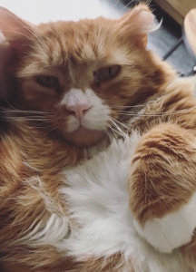 Meet The Handsome Three-legged Cat Who Lost One Of His Limbs While ...