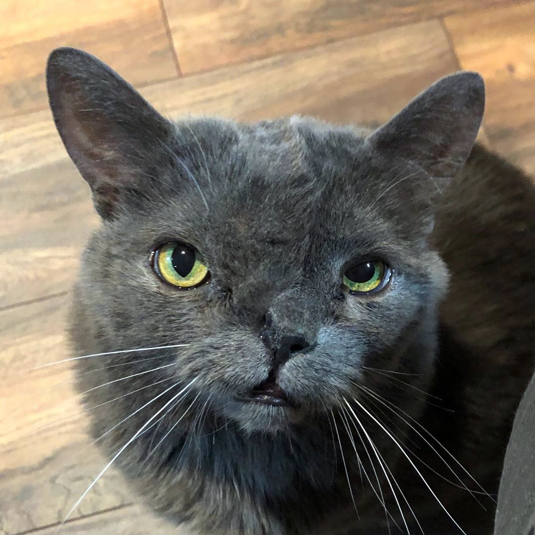Meet The Adorable Senior Cat With One Nostril And A Malformed Eye Who ...