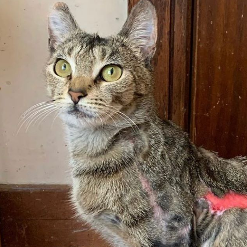 Meet Jasmine, The Stunning Cat Who Survived Severe Injuries While ...