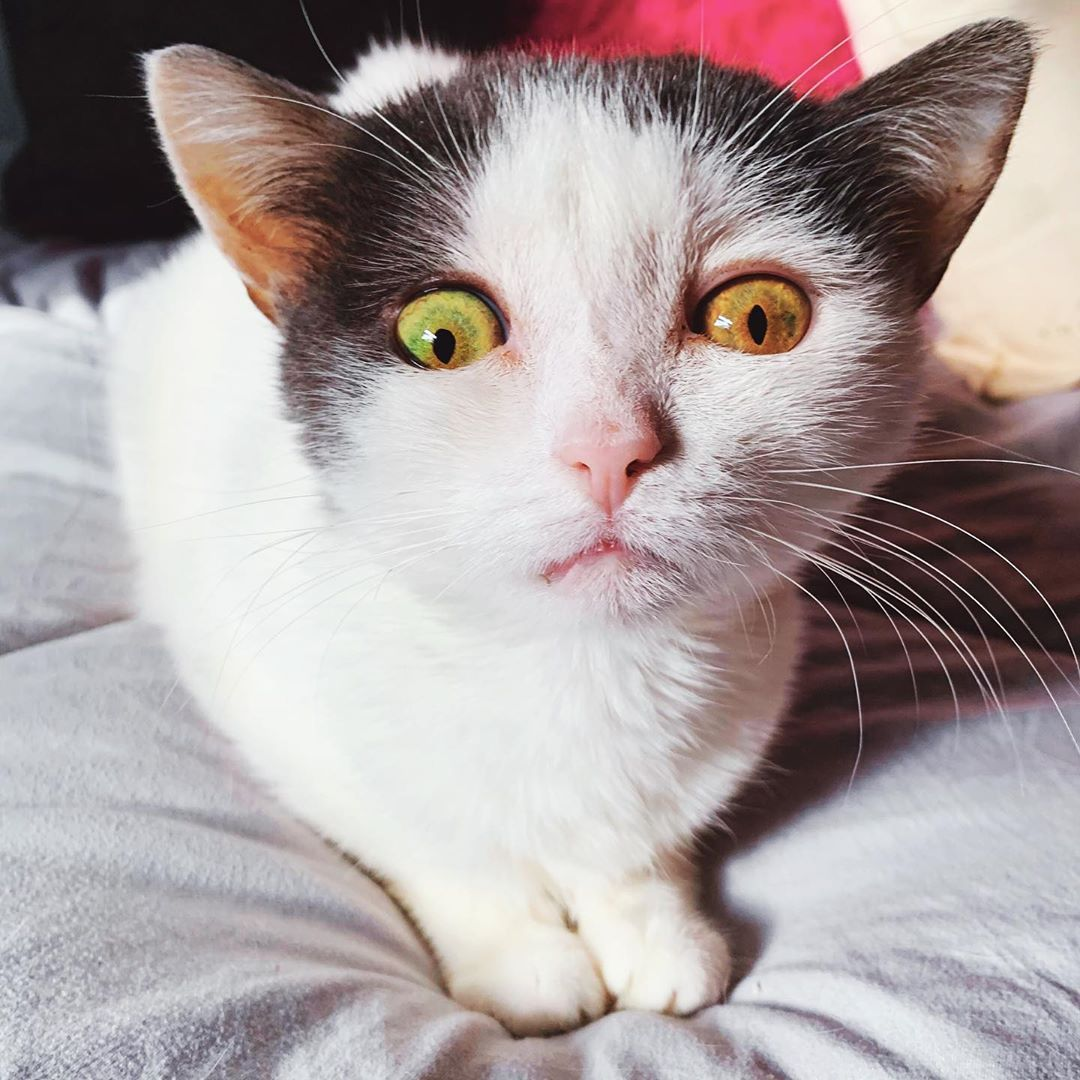 Meet The Adorable “Forever Kitten” Who Found The Perfect Home After ...