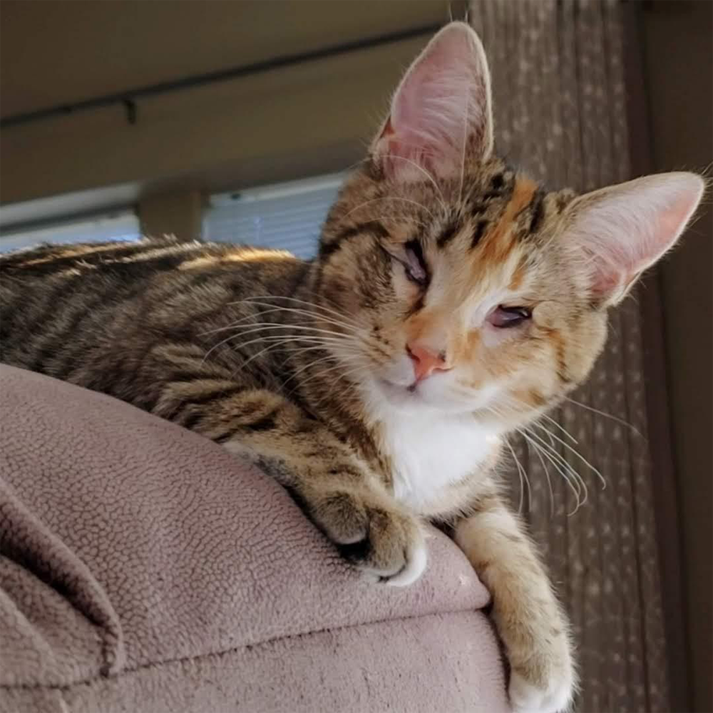Meet The Stunning And Sweet Blind Kitten Who Lost Her Vision To A Meet The Stunning And Sweet Blind Kitten Who Lost Her Vision To A