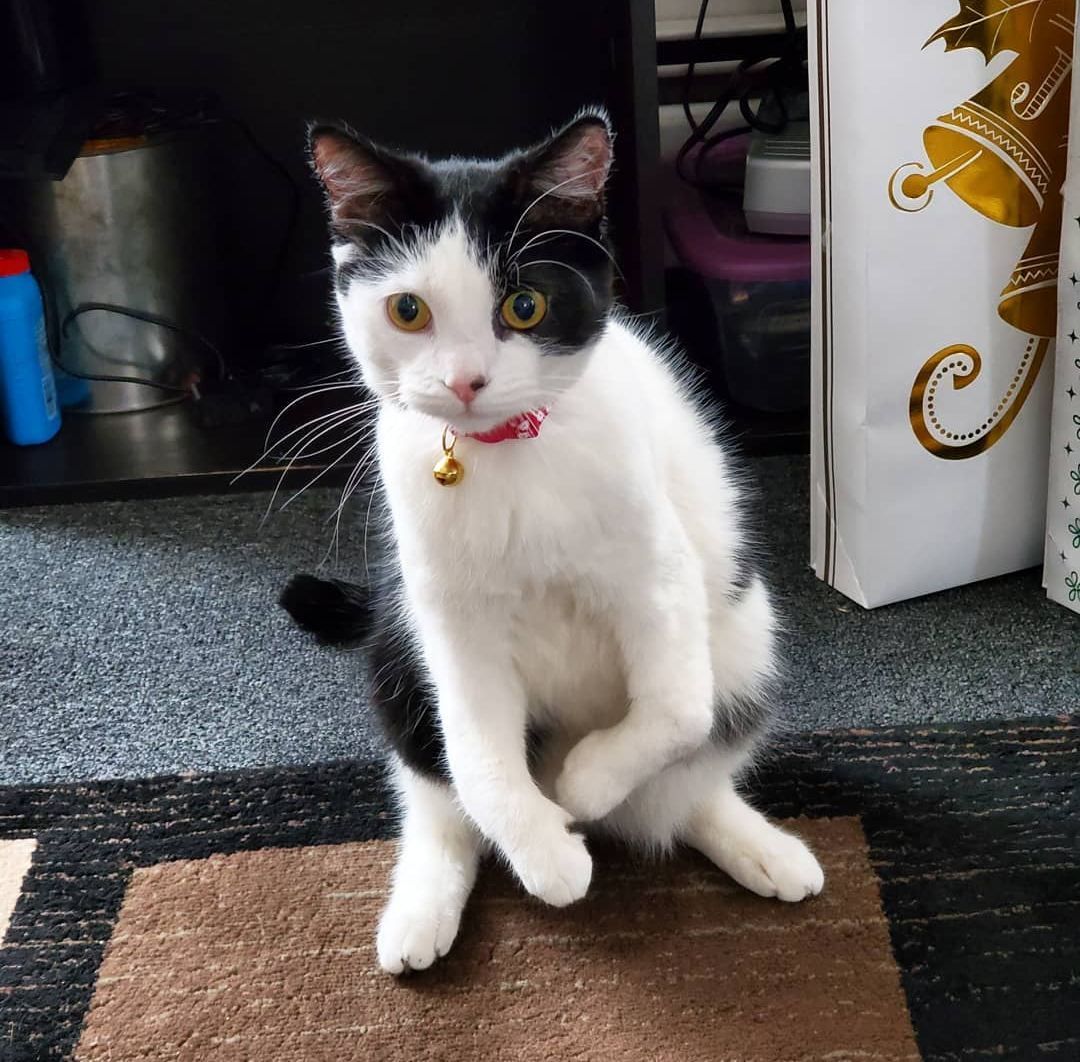 Meet The Beautiful Cat With Radial Hypoplasia Who Was Rescued From The ...