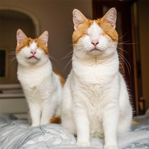 Meet The Beautiful Blind Cat Who Inspired Her Mom To Adopt Another ...