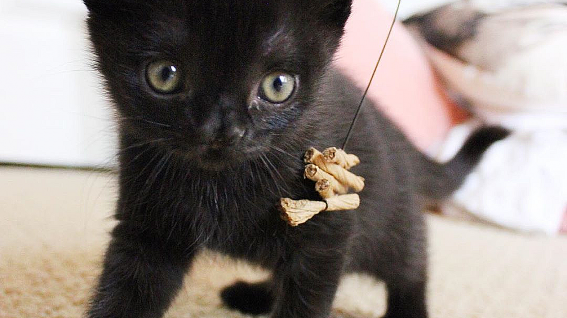 Meet The Adorable Kitten With Hydrocephalus Who Got A Second Chance At ...