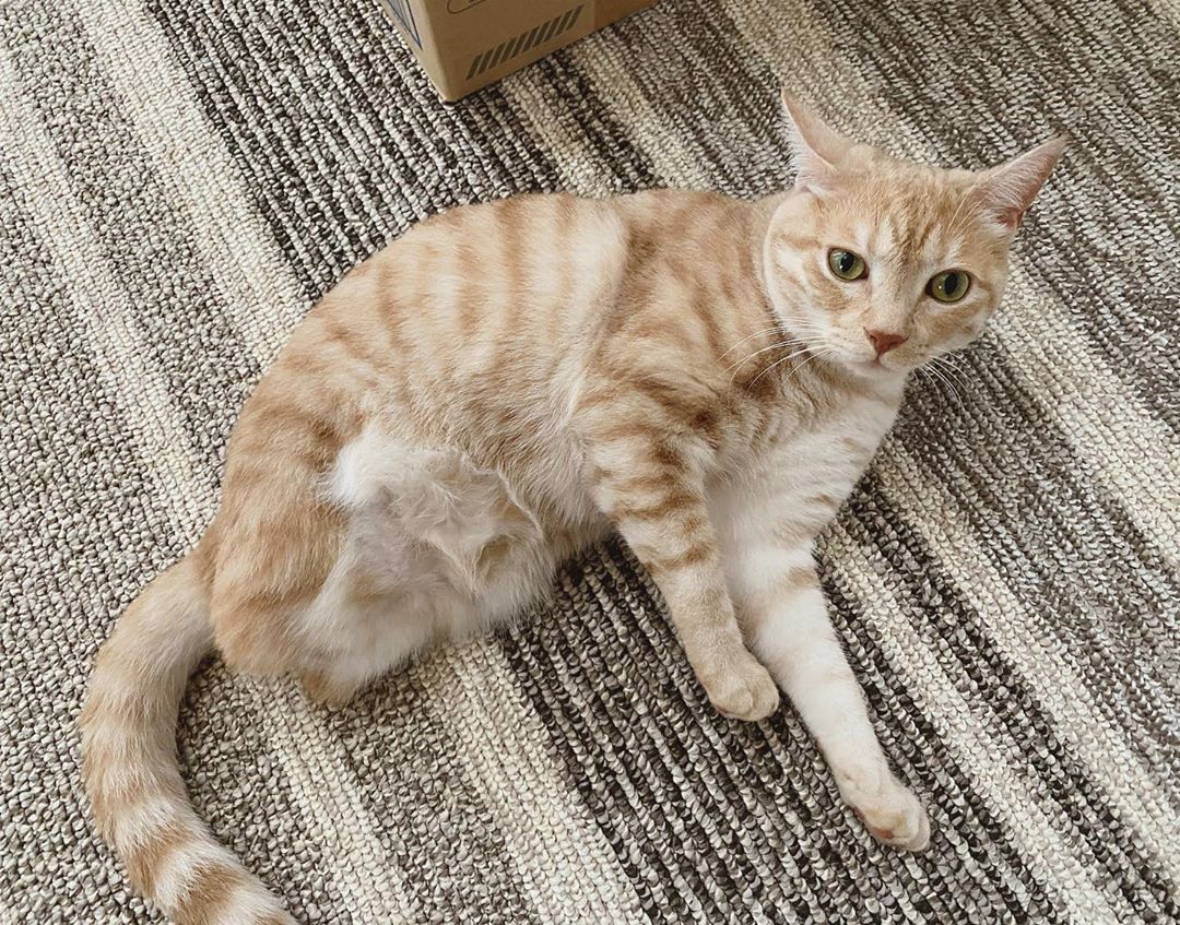 Meet The Incredible Two-legged Cat Who Found A Great Home With His ...