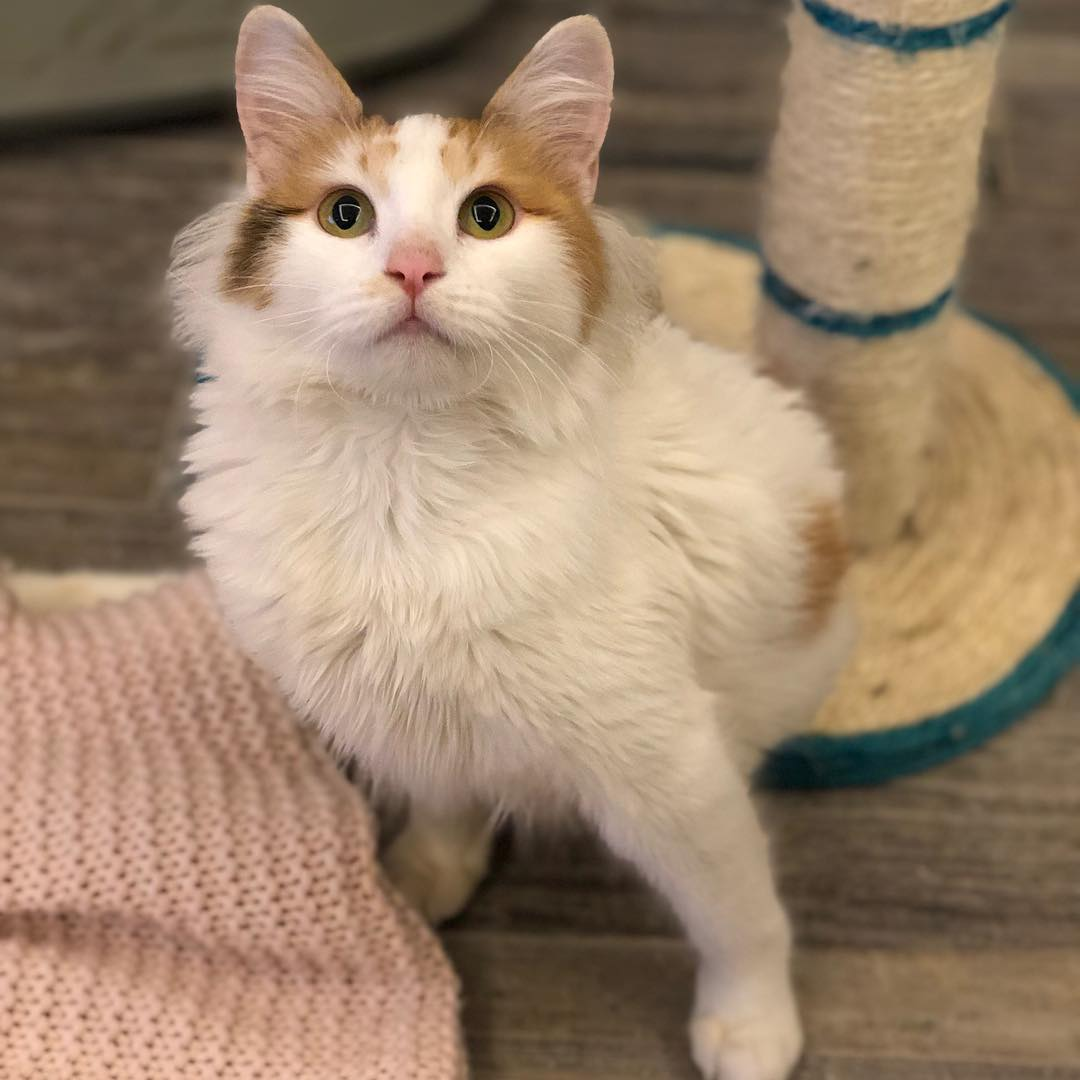 Meet The Stunning Paralyzed And Incontinent Cat Who Found An Amazing ...